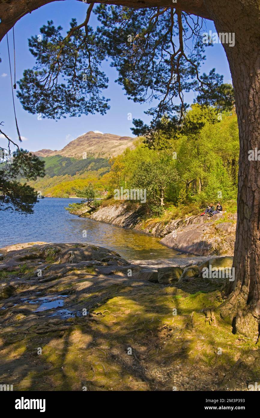 Spring colours on Loch Lomond, Rowardennan, Youth Hostel, looking north ...