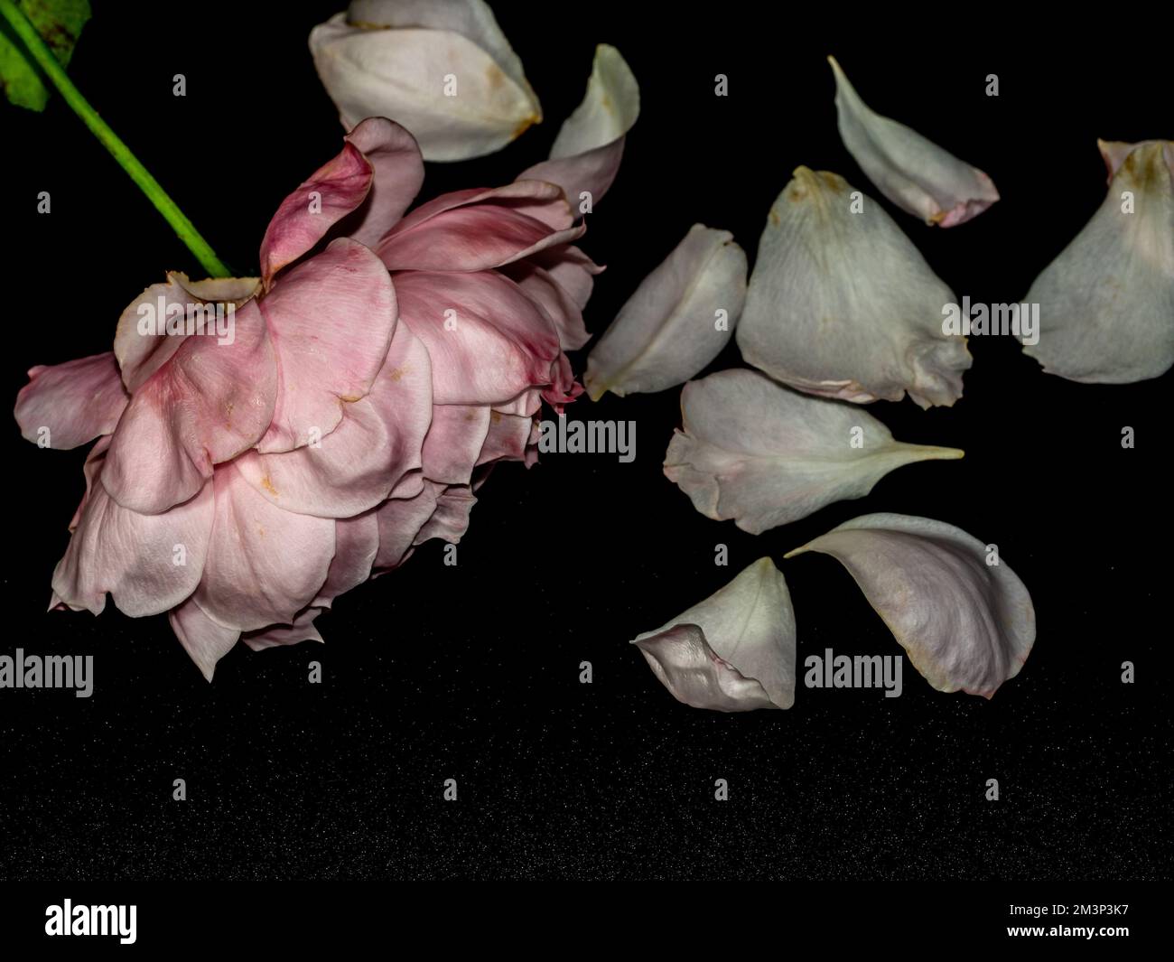 The wounded petals of a withering Plume the japanese roses Stock Photo ...
