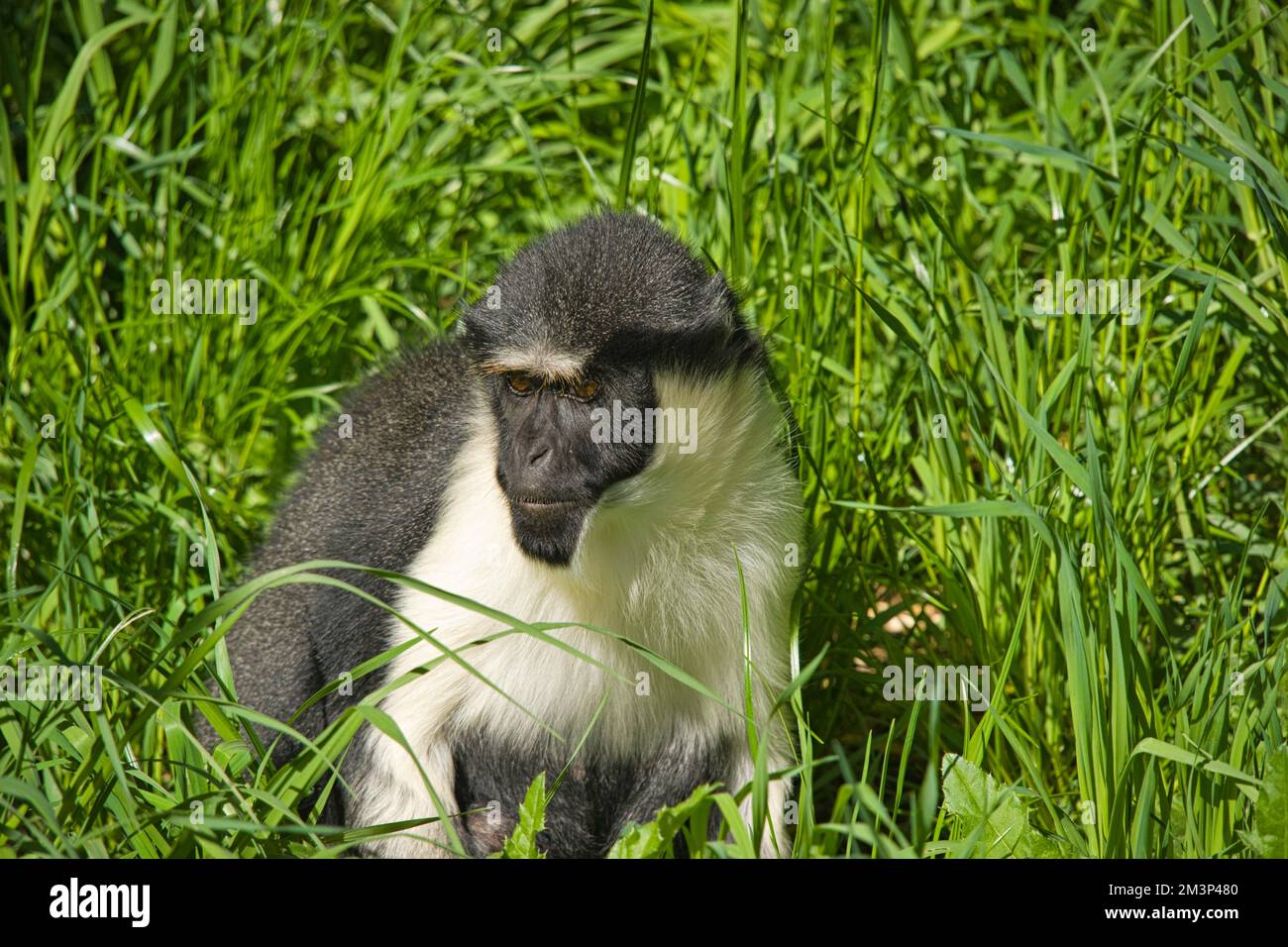 Diana Monkey (cercopithecus diana diana), Edinburgh Zoo, Scotland, UK ...