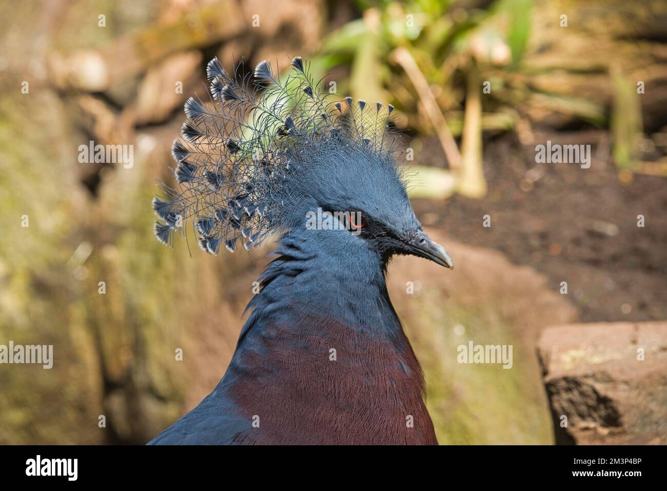 Victoria Crowned Pigeon, Edinburgh Zoo, Scotland, UK Stock Photo - Alamy