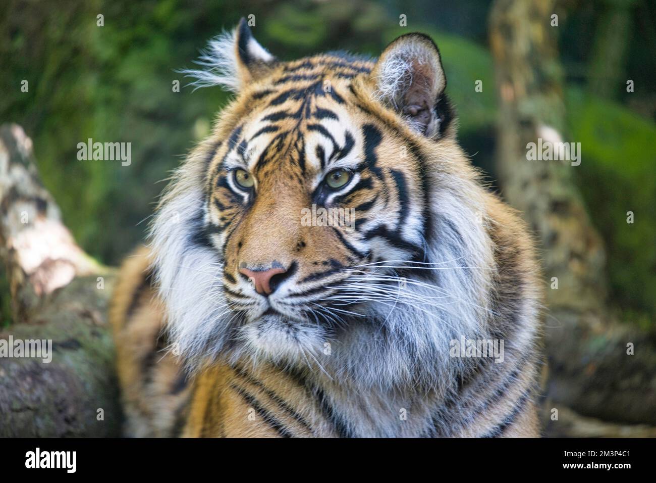 Sumatran Tiger (Panthera tigris sumatrae), Edinburgh Zoo, Scotland, UK ...