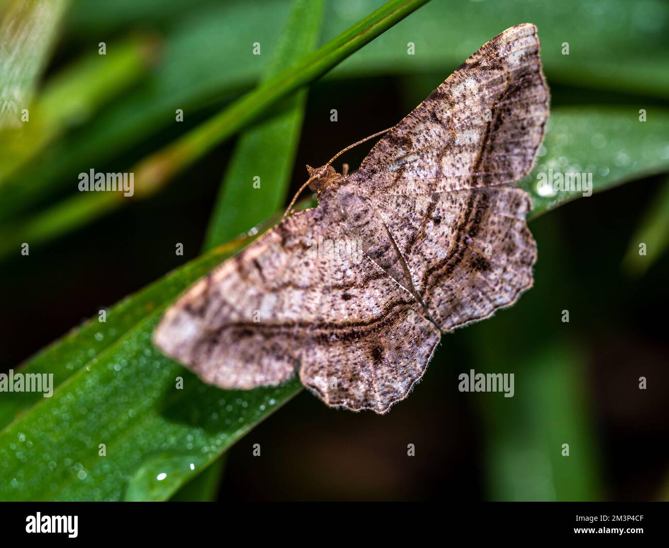 Brown looper moth hi-res stock photography and images - Alamy