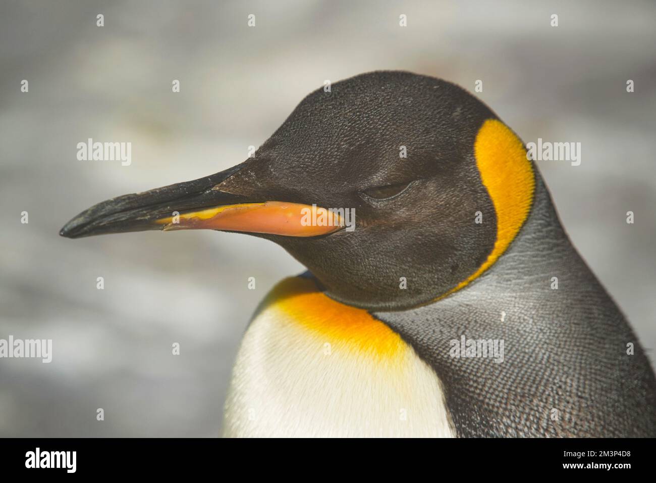 Emperor Penguin, Edinburgh Zoo, Scotland, UK Stock Photo - Alamy