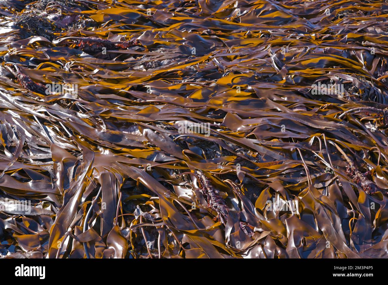 Seaweed on shore, at Duntulm Castle, Trotternish, Skye, Highland region ...