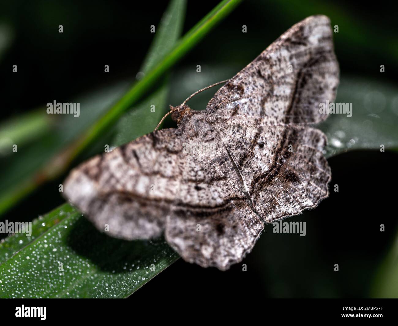 The camouflage pattern on looper moth wings Stock Photo - Alamy