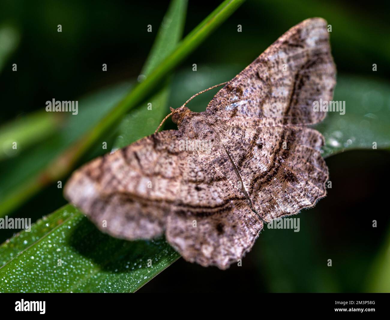 The camouflage pattern on looper moth wings Stock Photo - Alamy