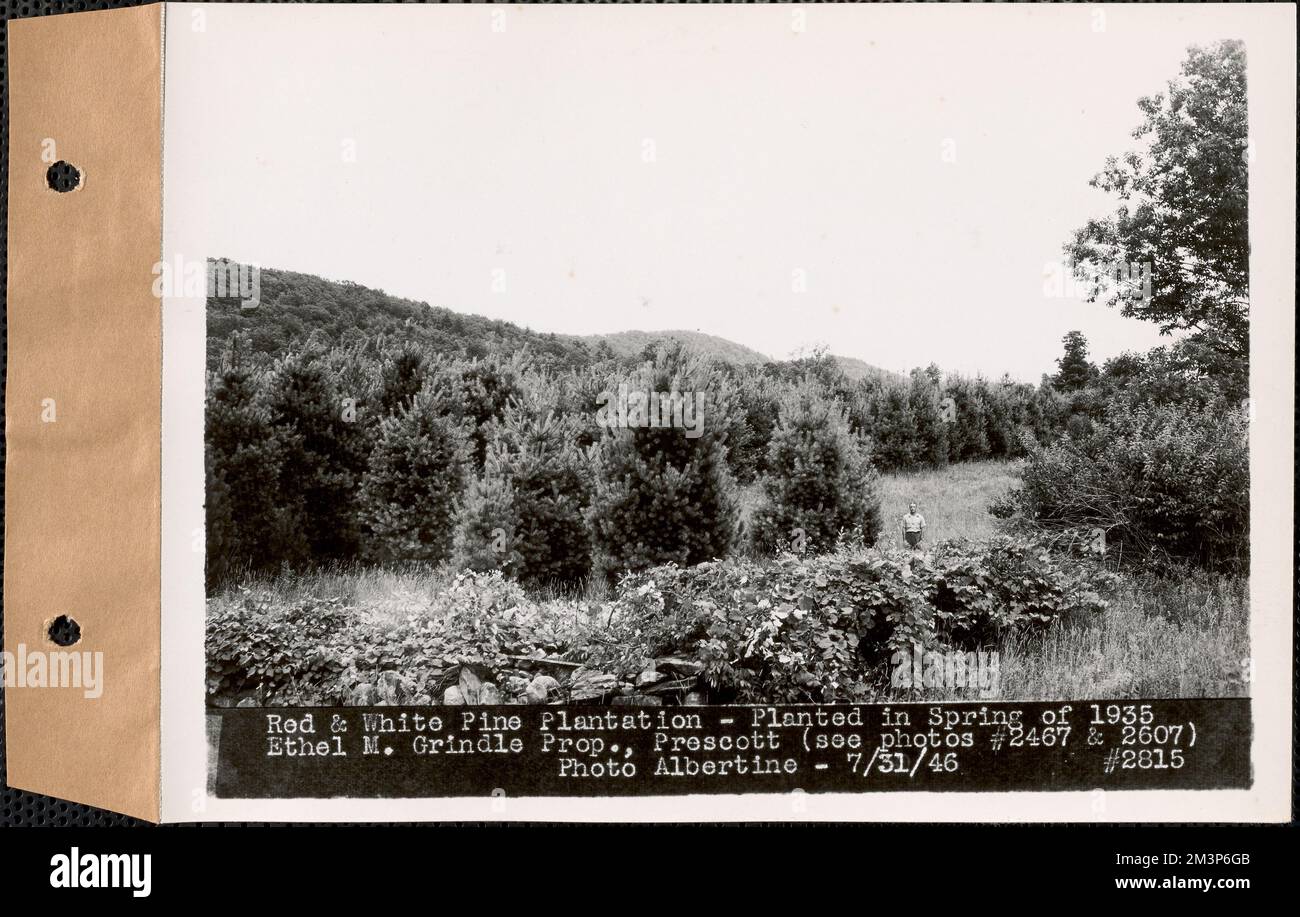 Red and white pine plantation, planted in spring of 1935, Ethel M ...
