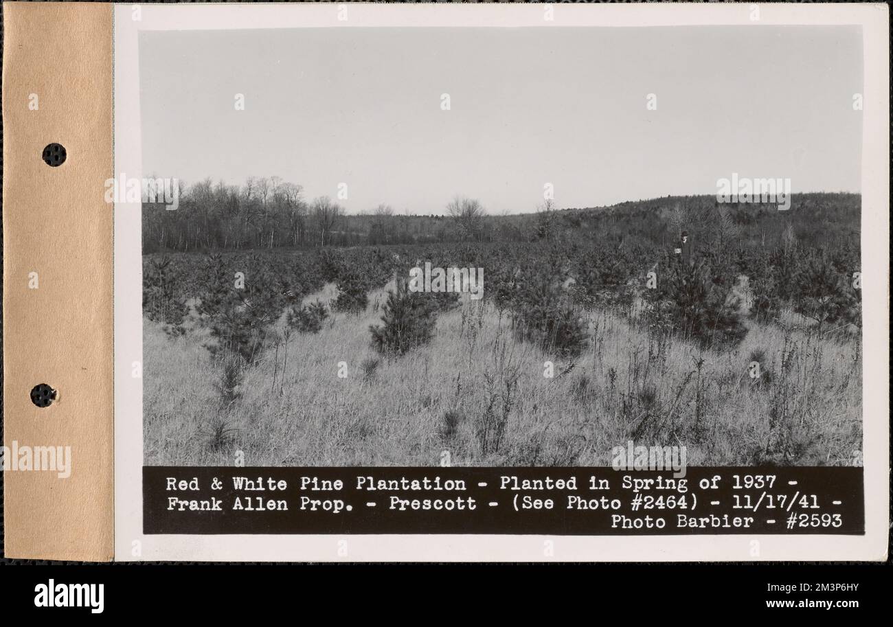 Red and white pine plantation, planted in spring of 1937, Frank Allen ...