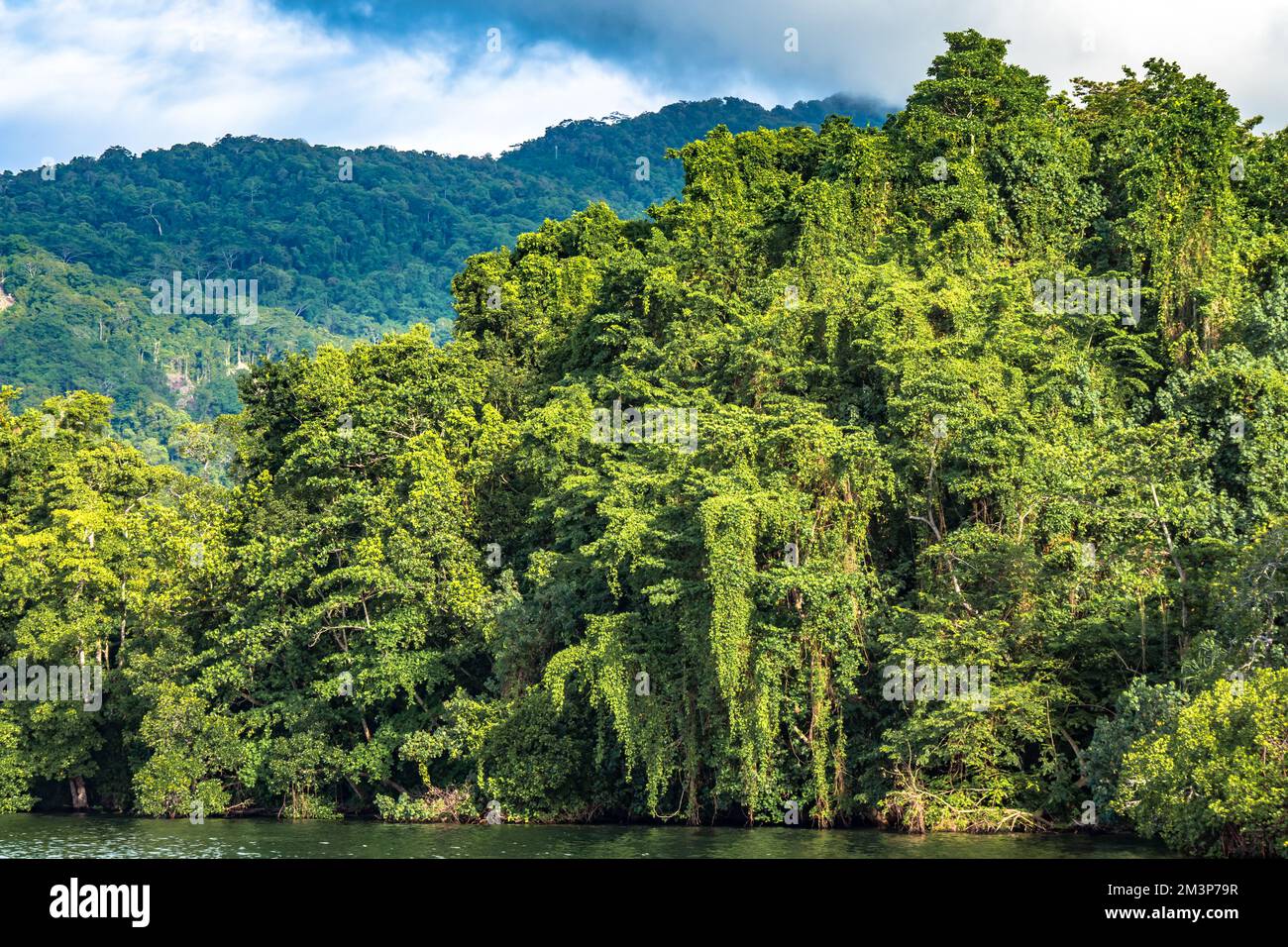 Lush pristine tropical island oasis in the Pacific Ocean - Jungle at ...