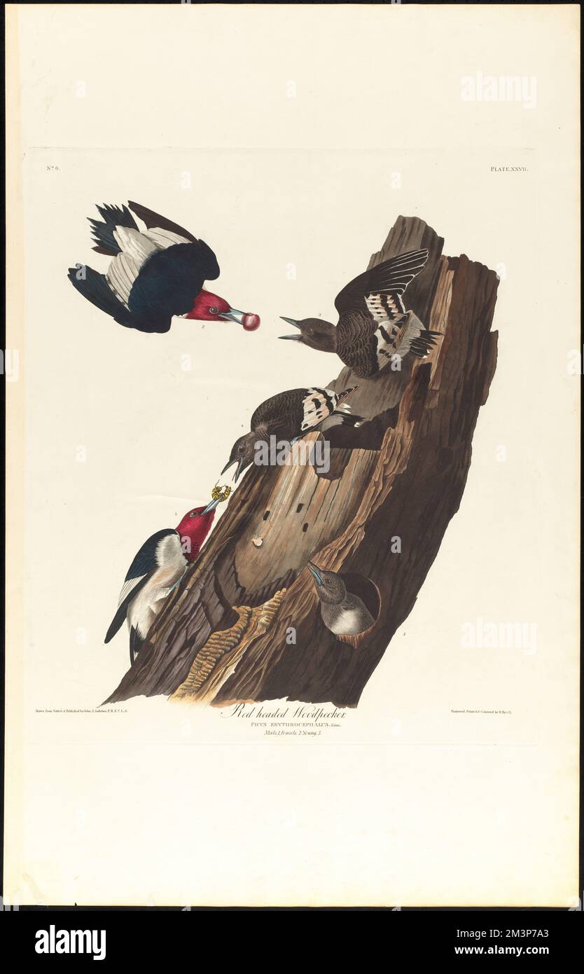 Red headed woodpecker : Picus erythrocephalus, Linn. Male, 1. Female, 2 ...