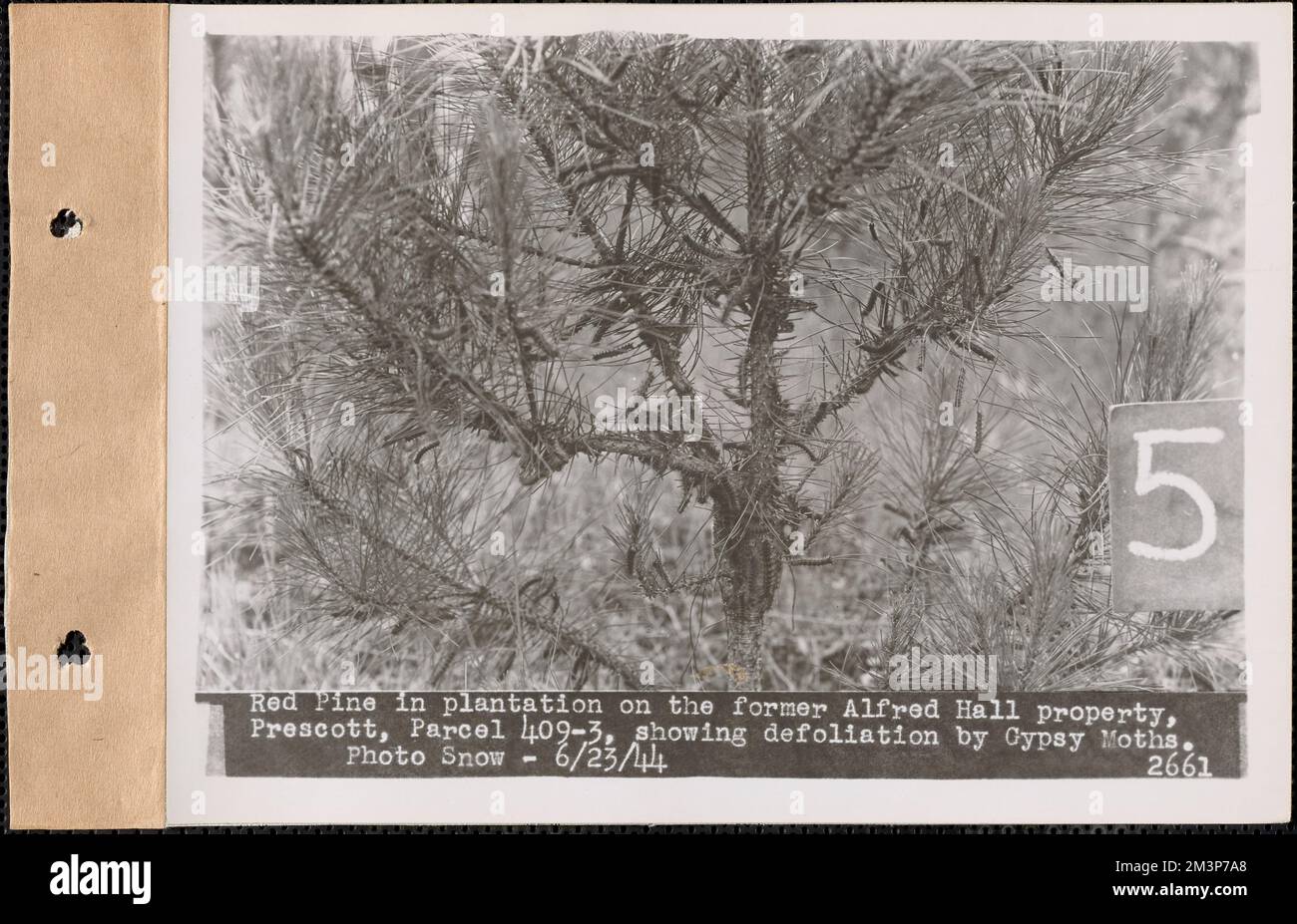 Red pine in plantation on the former Alfred Hall property, showing ...