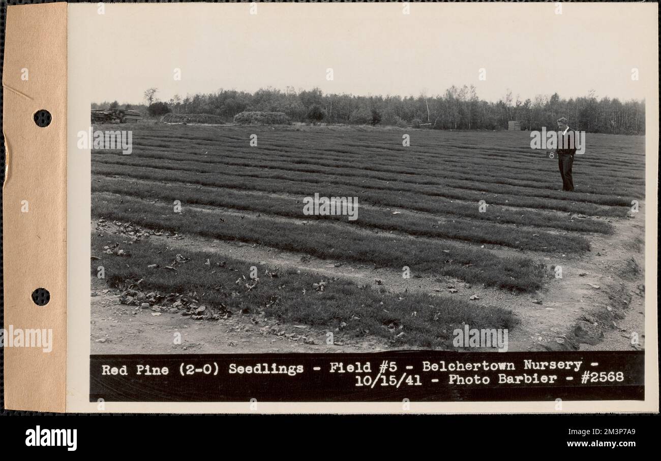 Red pine (2-0) seedlings, field #5, Belchertown Nursery, Belchertown ...