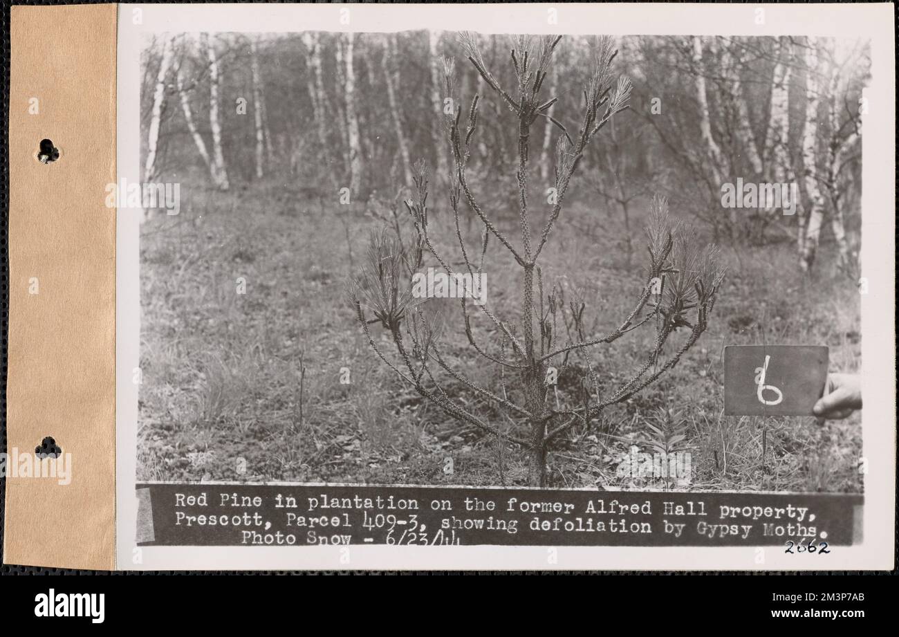 Red pine in plantation on the former Alfred Hall property, showing ...