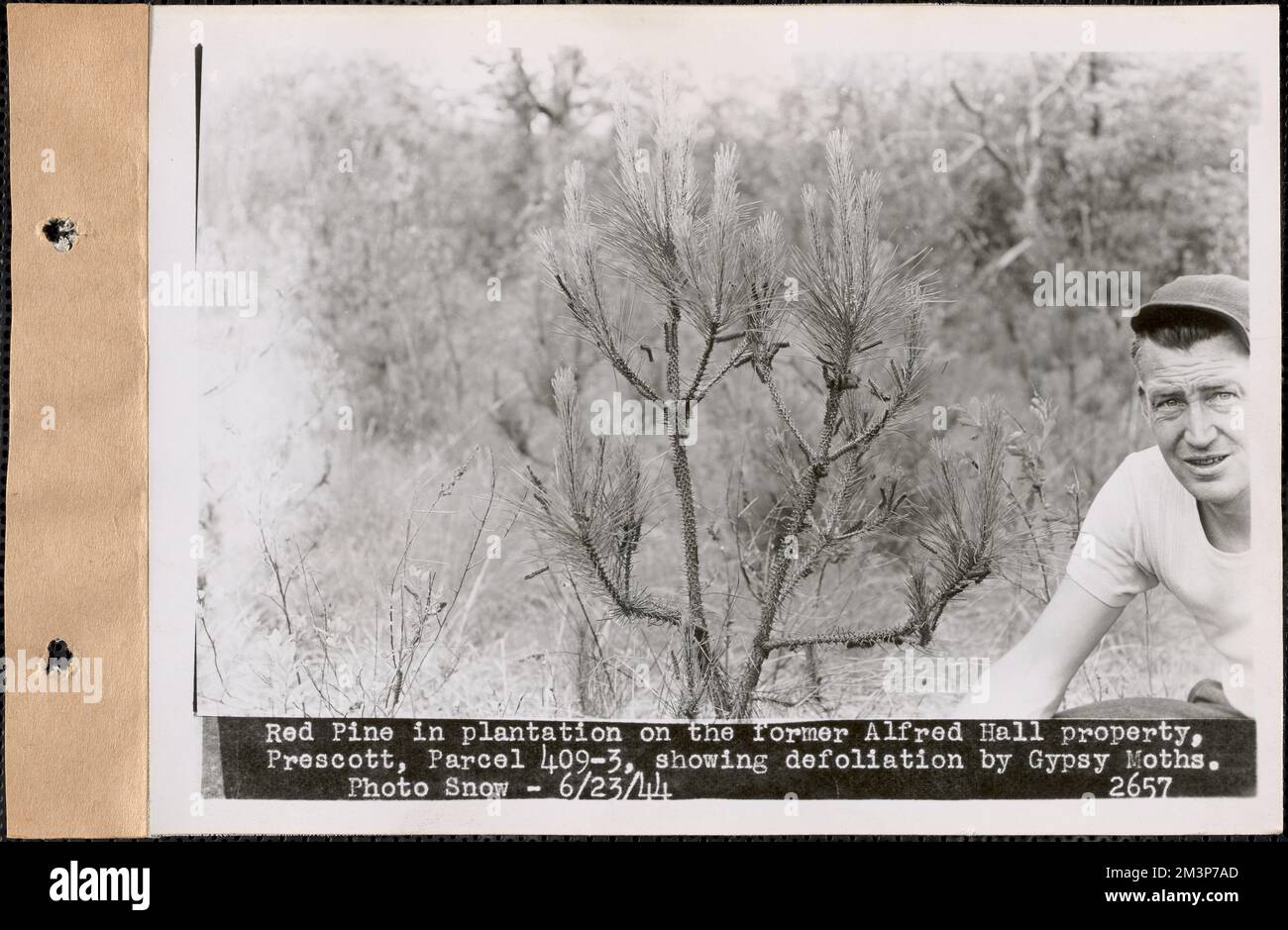 Red pine in plantation on the former Alfred Hall property, showing ...