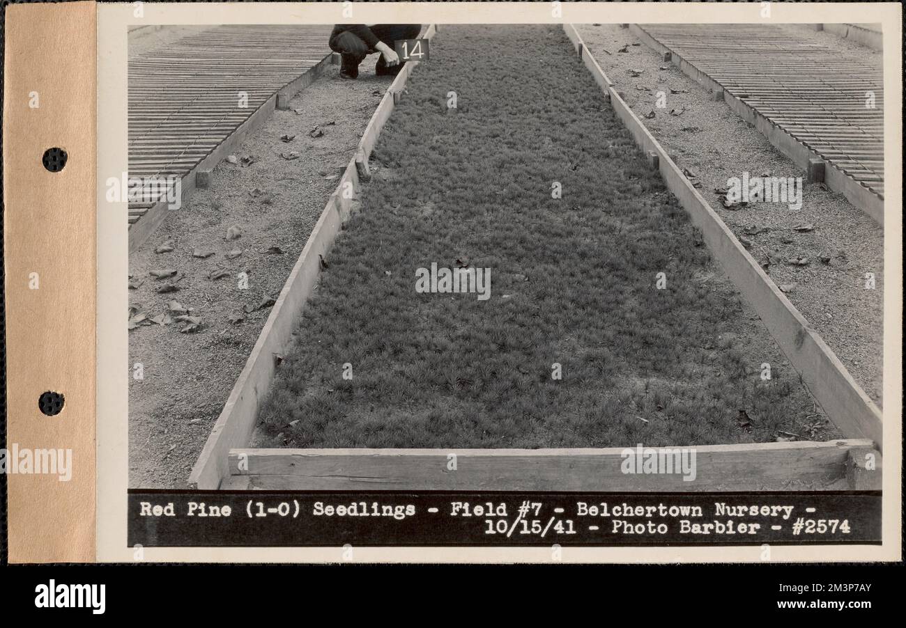 Red pine (1-0) seedlings, field #7, Belchertown Nursery, Belchertown ...