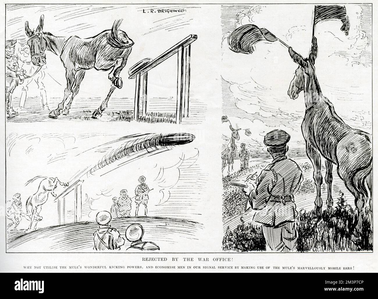 Rejected by the War Office, Mules put to good use by L. R. B Stock ...