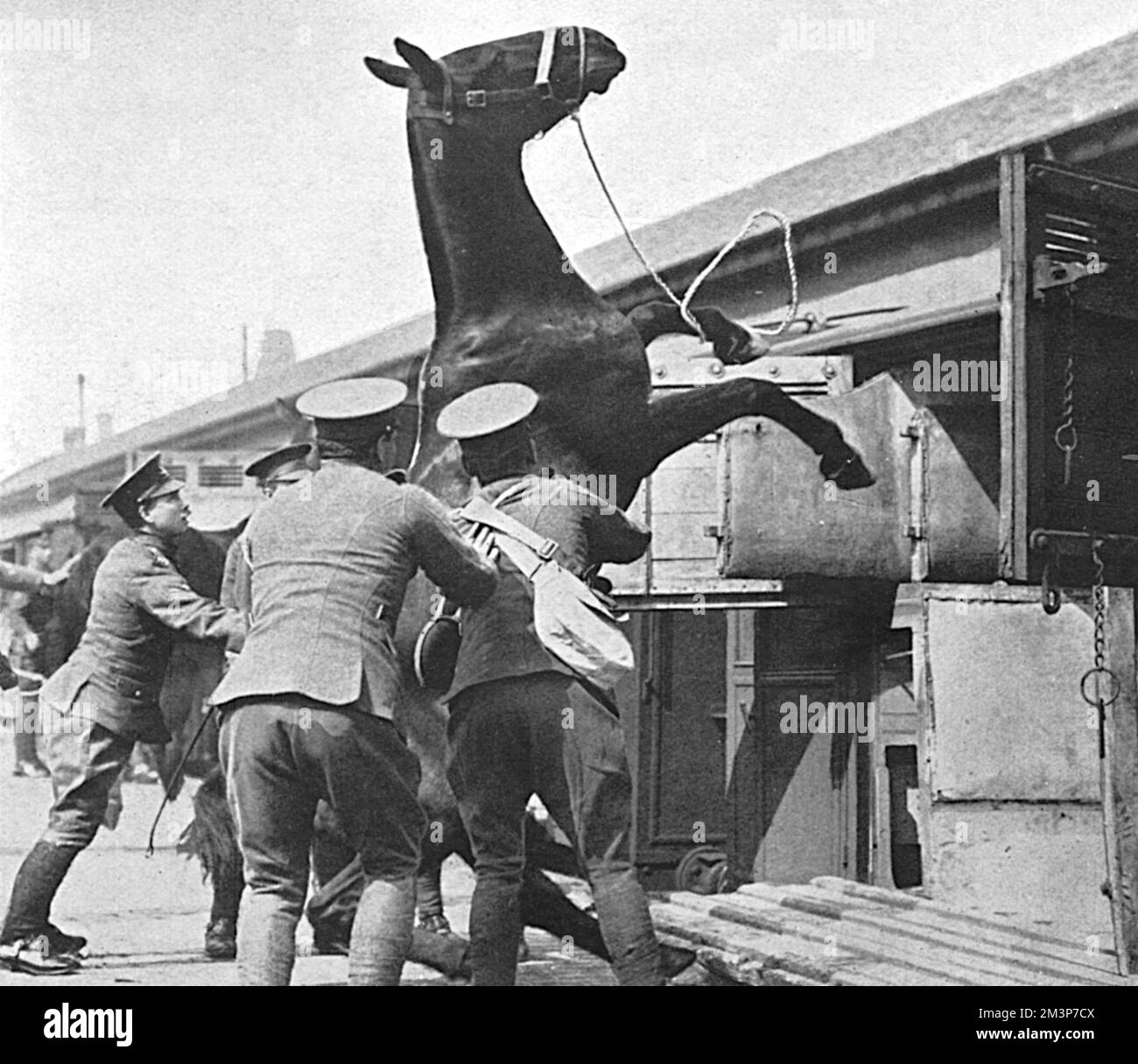 Transporting a horse Black and White Stock Photos & Images - Alamy