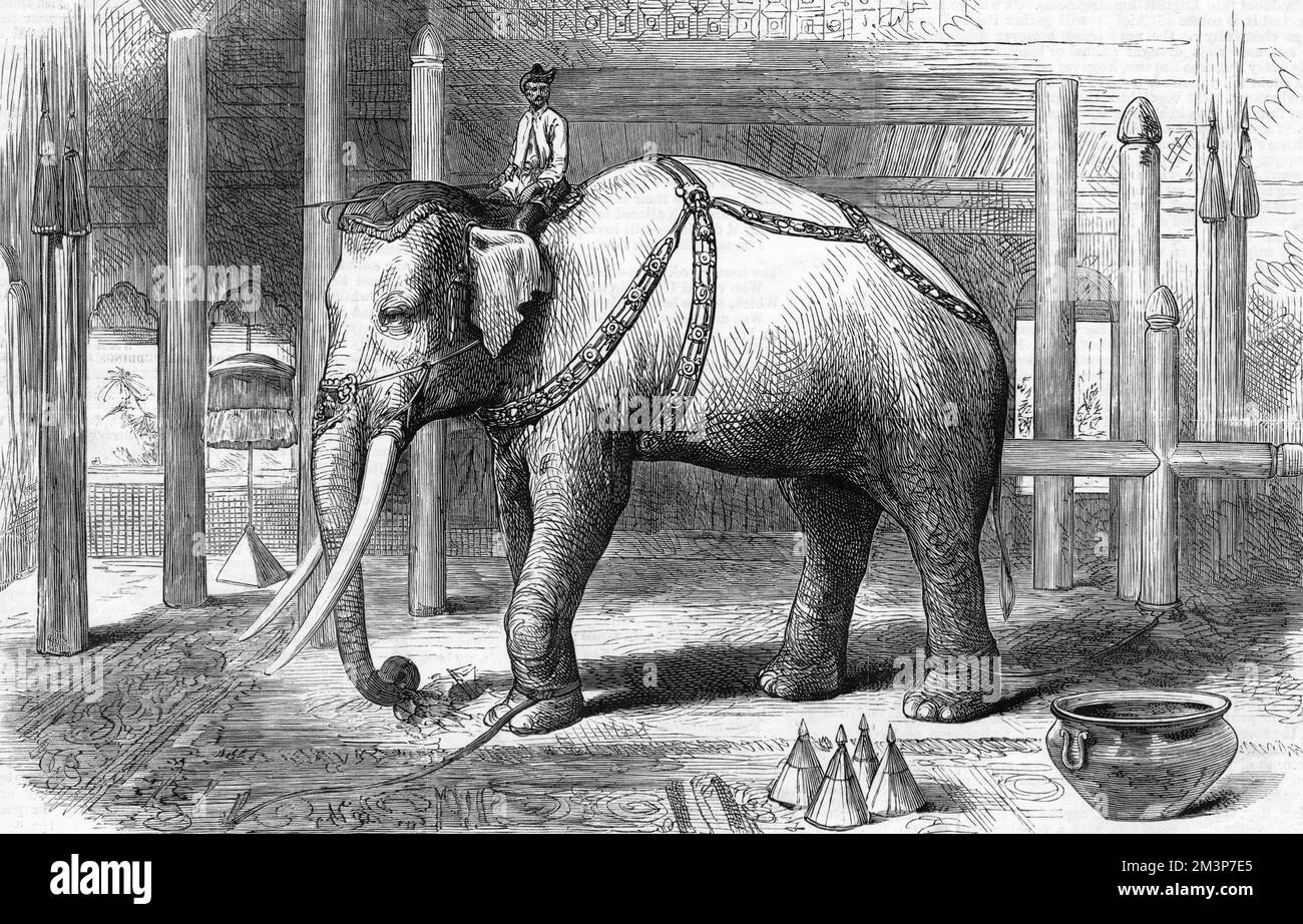 White elephant hi-res stock photography and images - Alamy