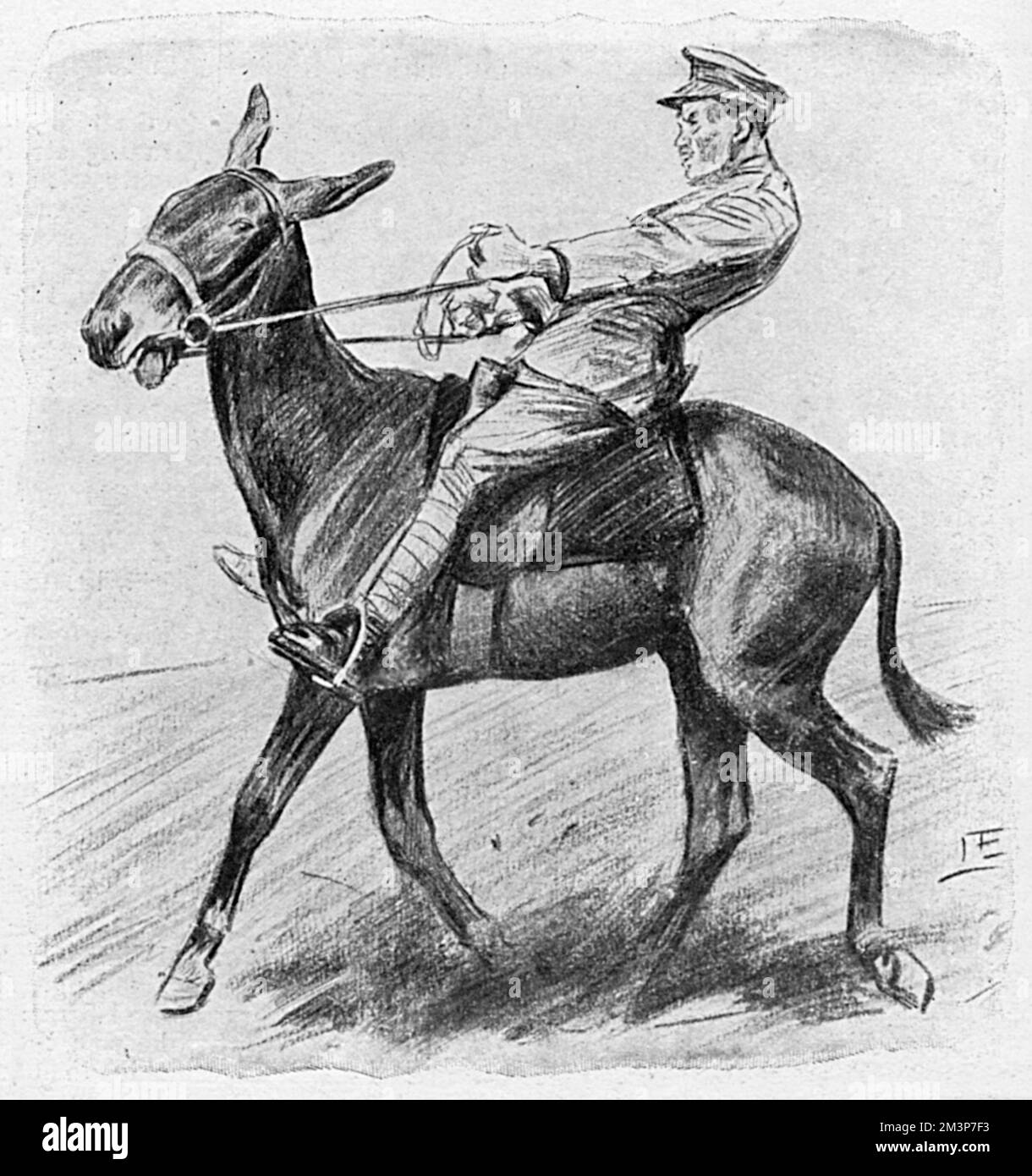 Mule rider hi-res stock photography and images - Alamy