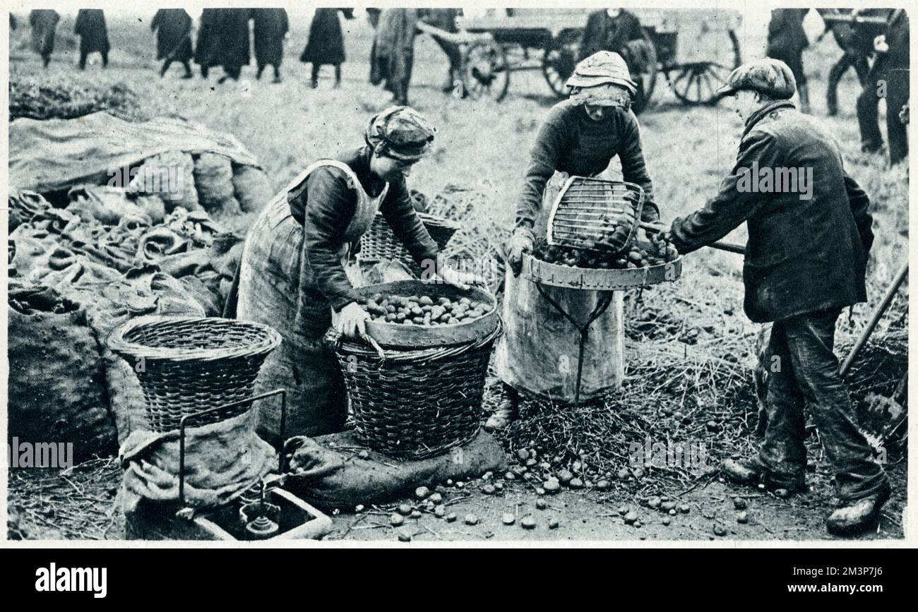 First world war women farming hi-res stock photography and images - Alamy