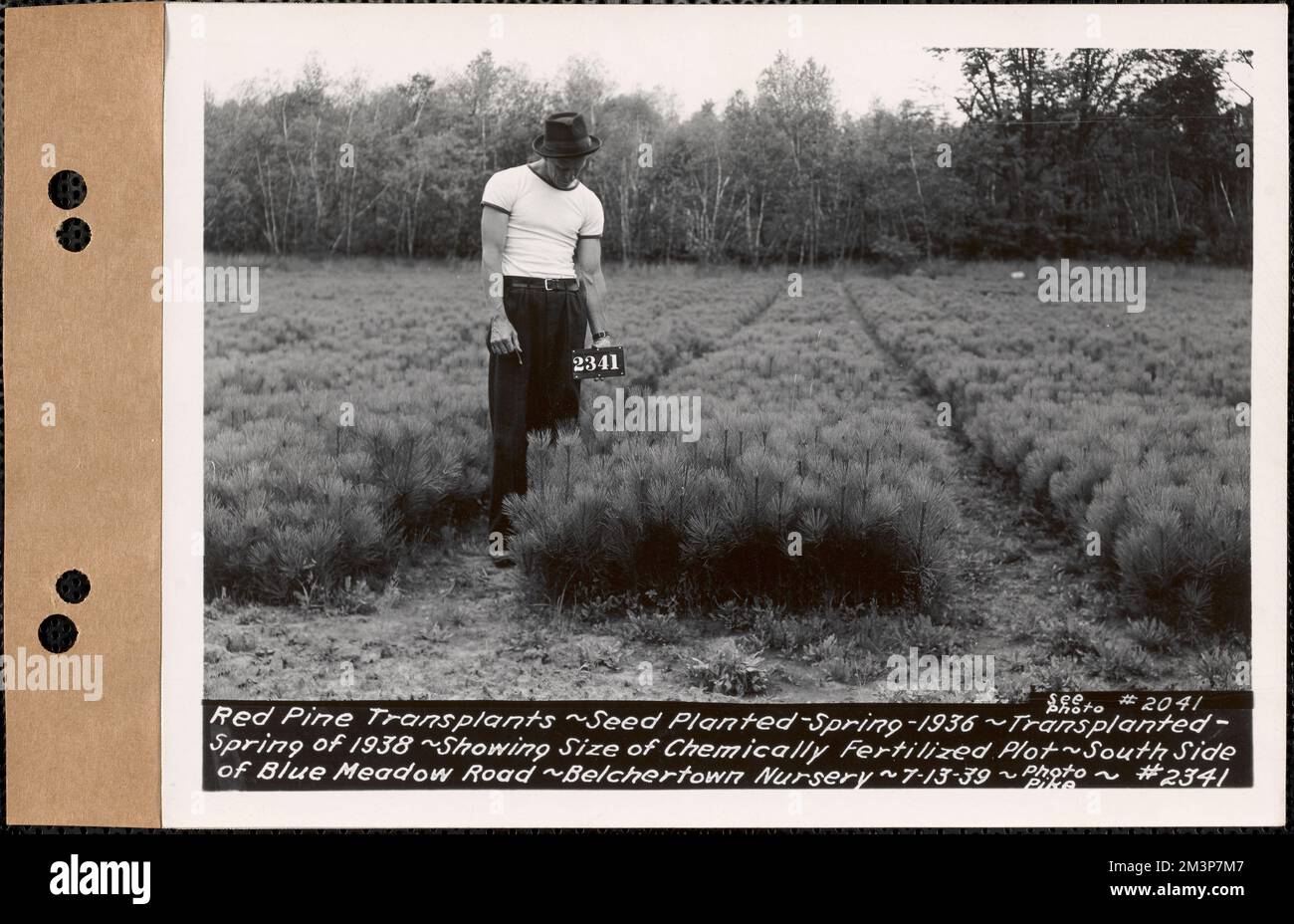 Red pine transplants, planted spring 1936, transplanted spring of 1938 ...