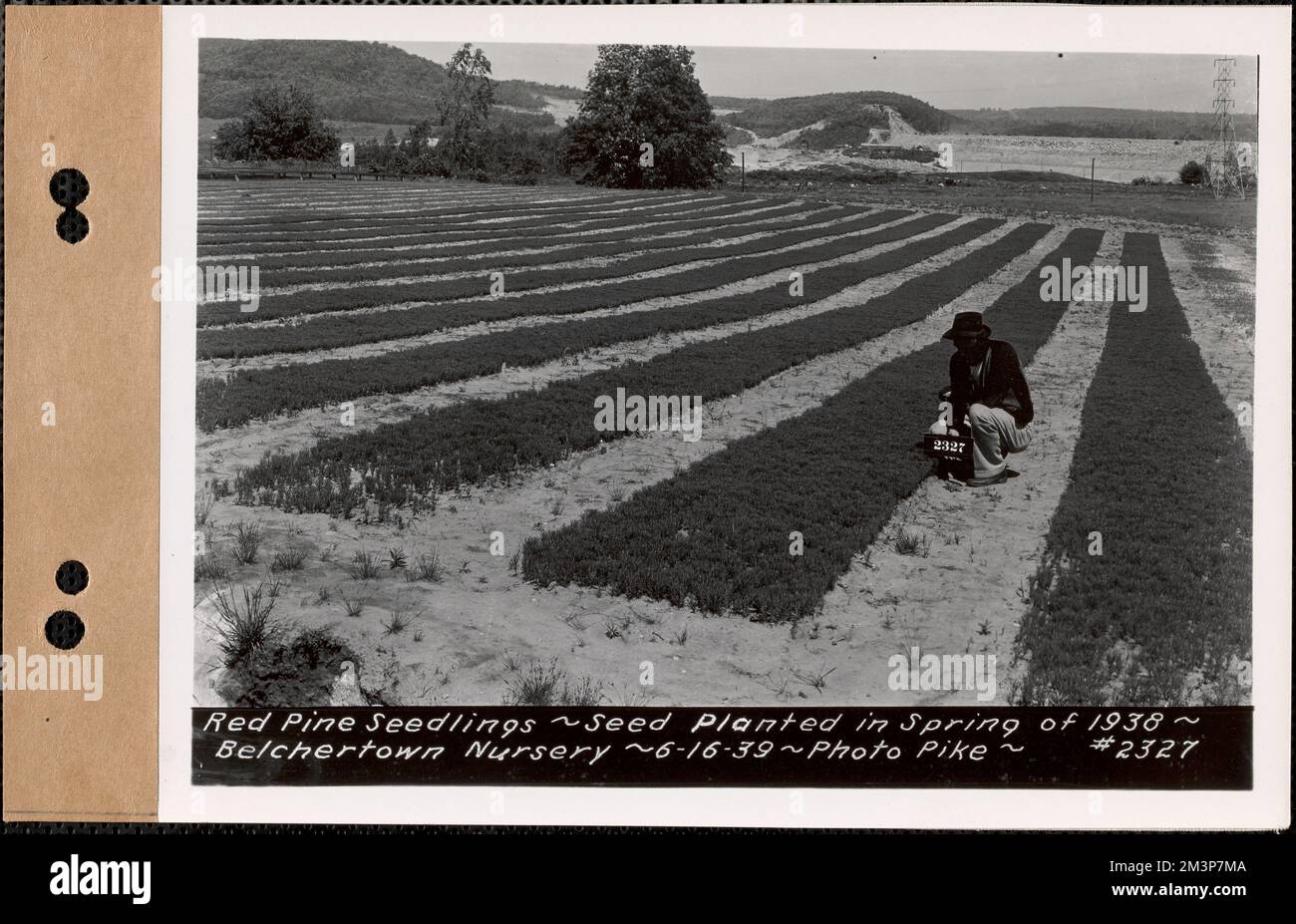 Red pine seedlings, planted spring 1938, Belchertown Nursery ...
