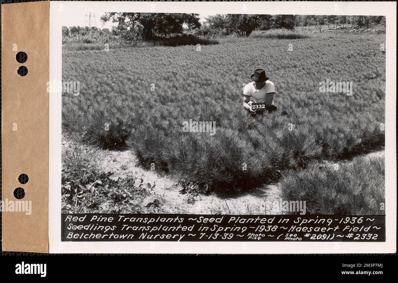 Red pine transplants, seed planted spring 1936, transplanted in spring ...