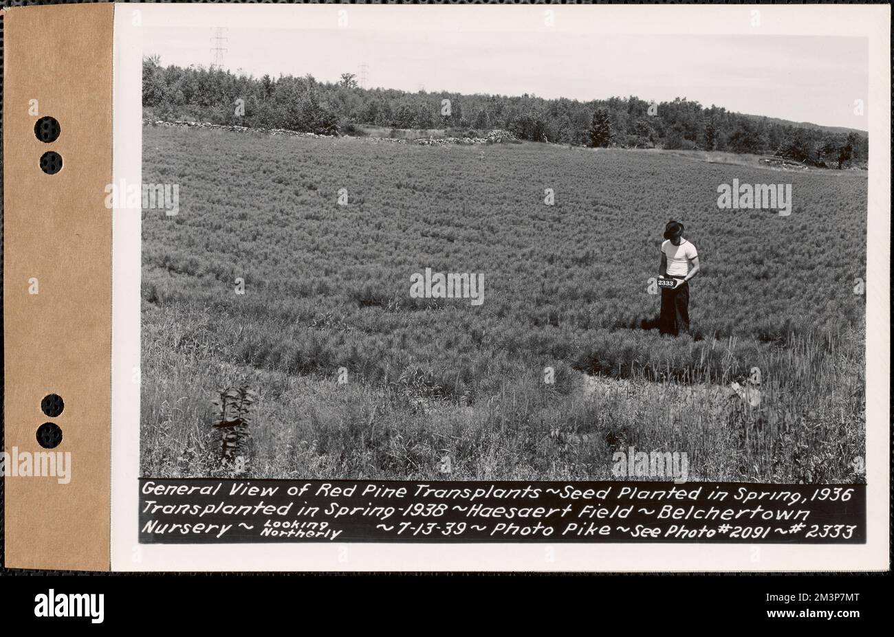 Red pine transplants, seed planted spring 1936, transplanted in spring ...