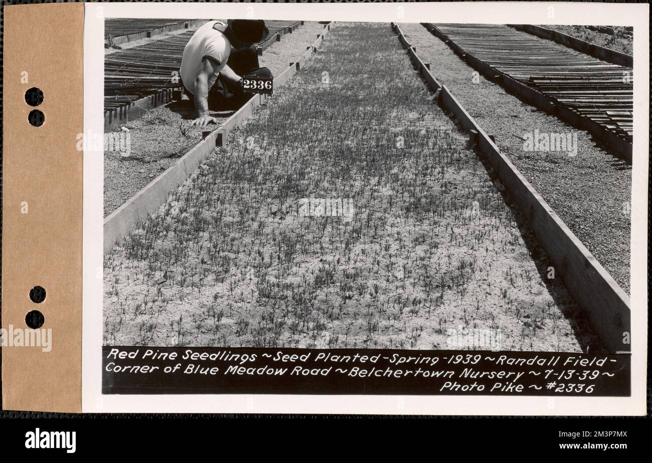 Red pine seedlings, planted spring 1939, Randall Field, corner of Blue ...