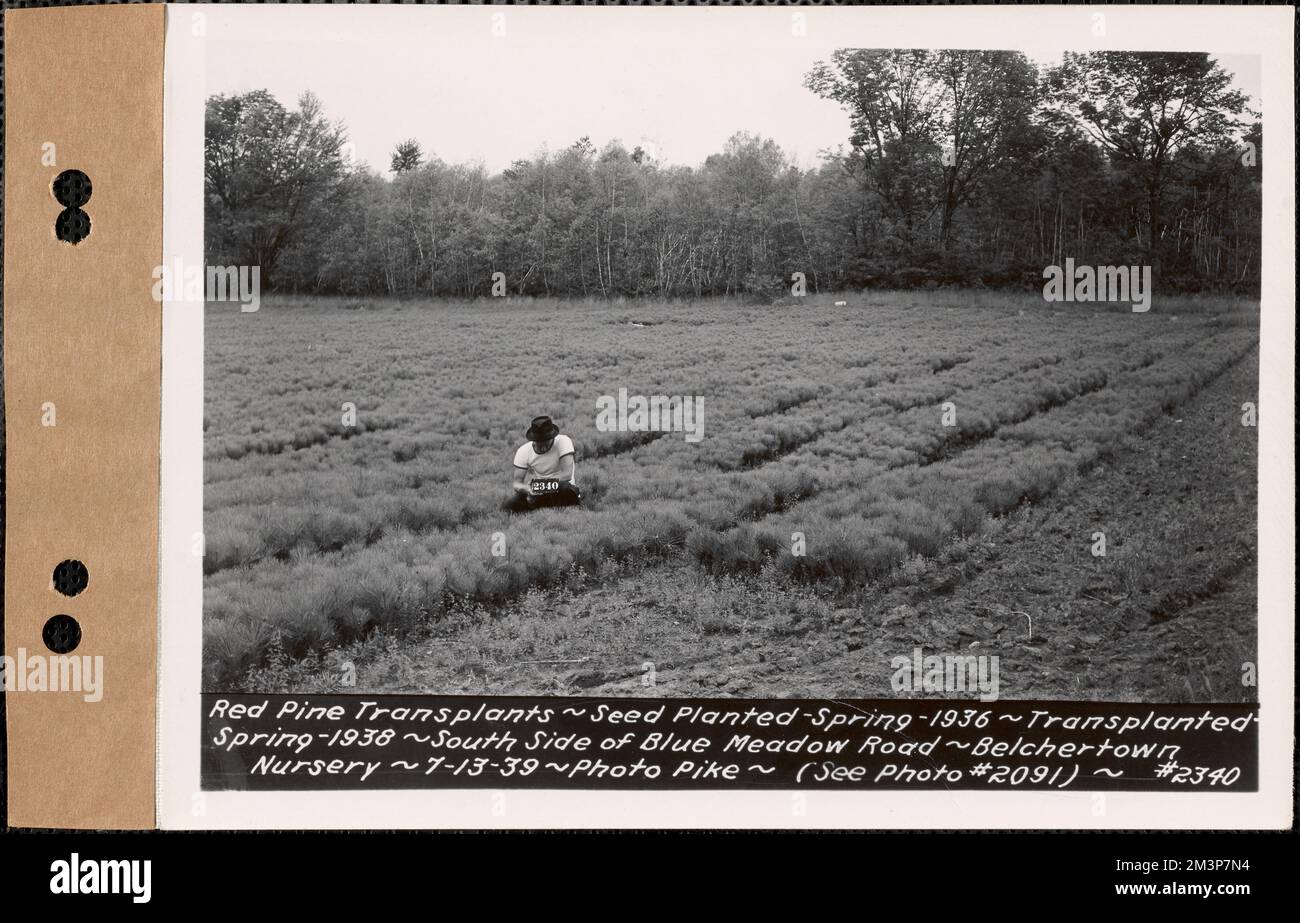 Red pine transplants, planted spring 1936, transplanted spring 1938 ...