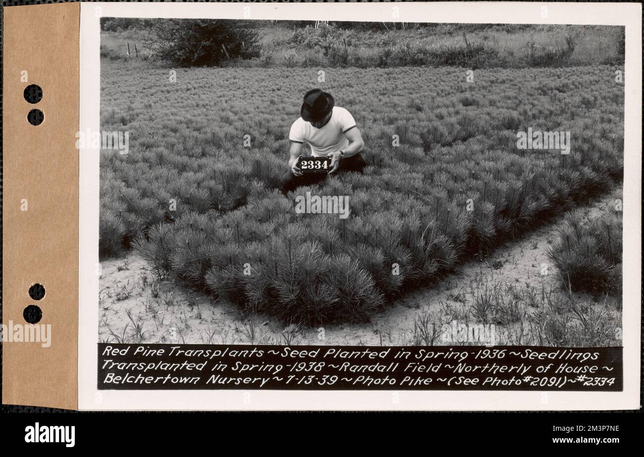 Red pine transplants, seed planted spring 1936, transplanted in spring ...