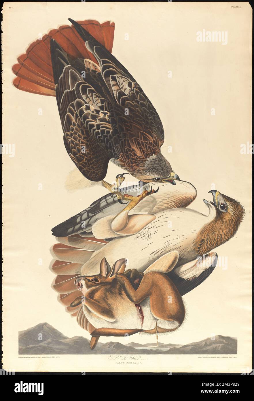Red tailed hawk : Male, 1. F, 2. Falco borealis. c.2 v.1 plate 51 ...