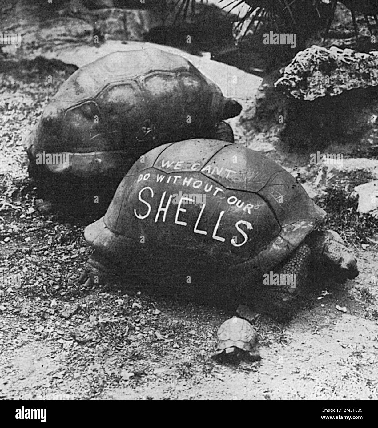 Patriotic slogan on a London Zoo tortoise, WW1 Stock Photo - Alamy