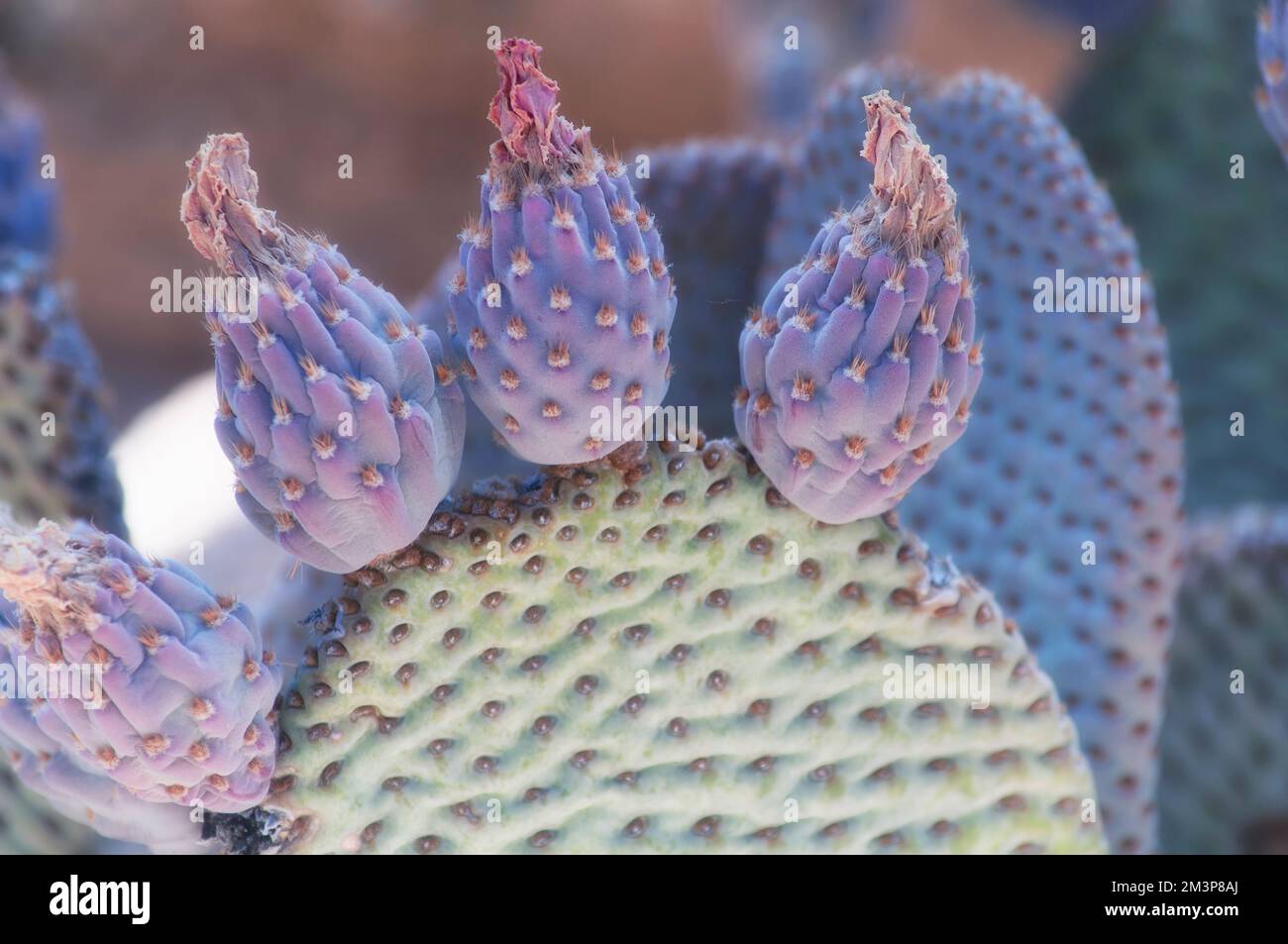 A close up of flower buds on the beaver tail cactus in the arid desert ...