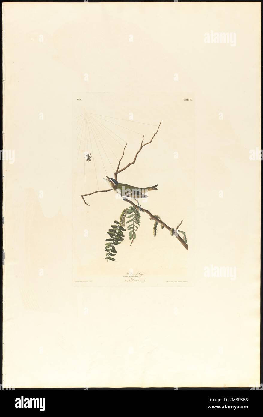 Red-eyed vireo : Vireo olivaceus, Bonap. Male. Honey locust ...