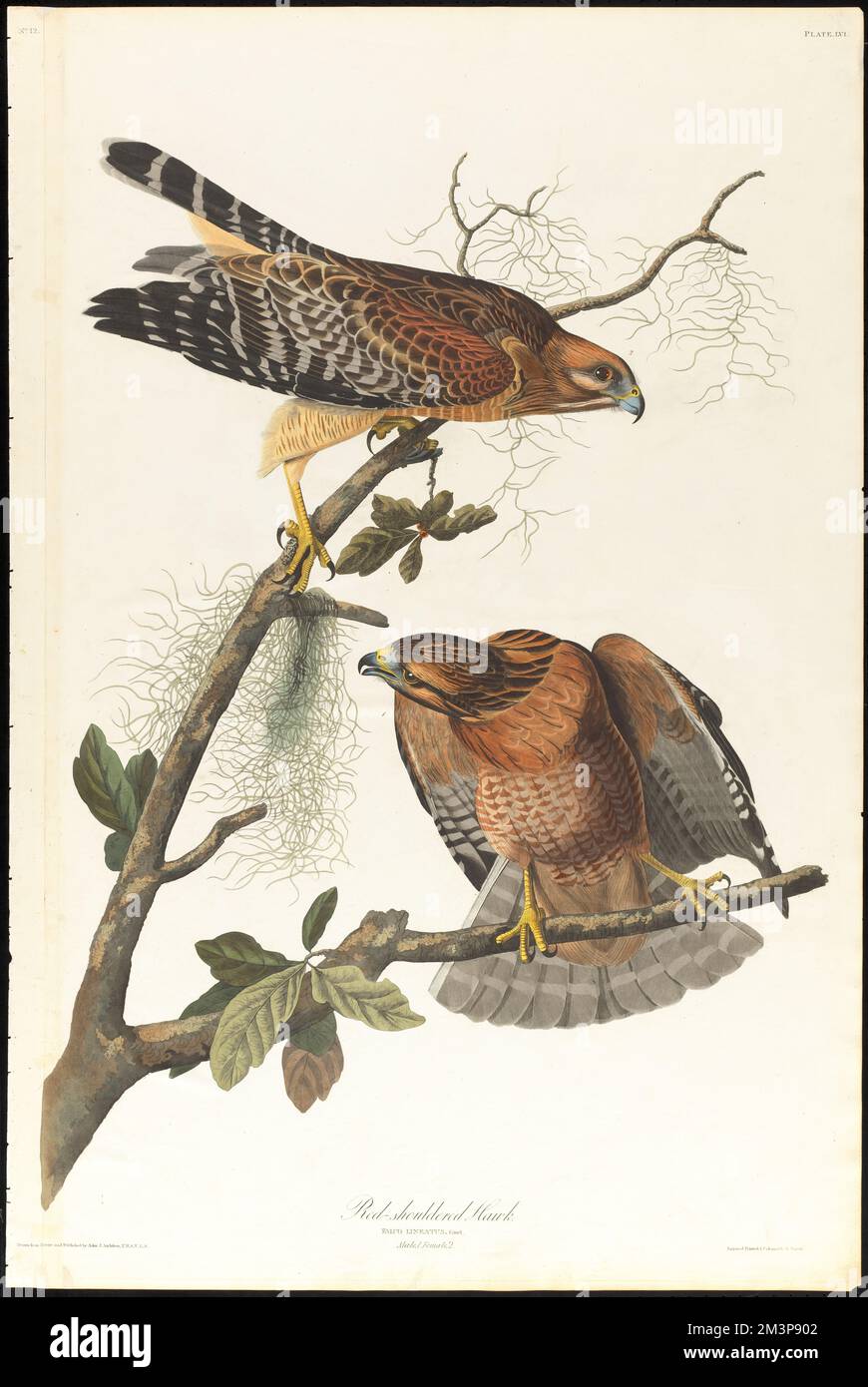 Red-shouldered hawk : Falco lineatus, Gmel. Male, 1. Female, 2. c.1 v.1 ...