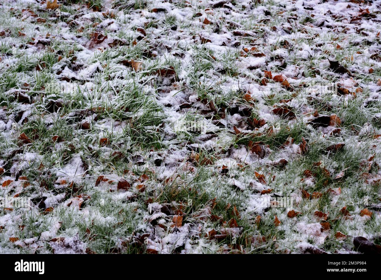 Frost on lawn Stock Photo - Alamy