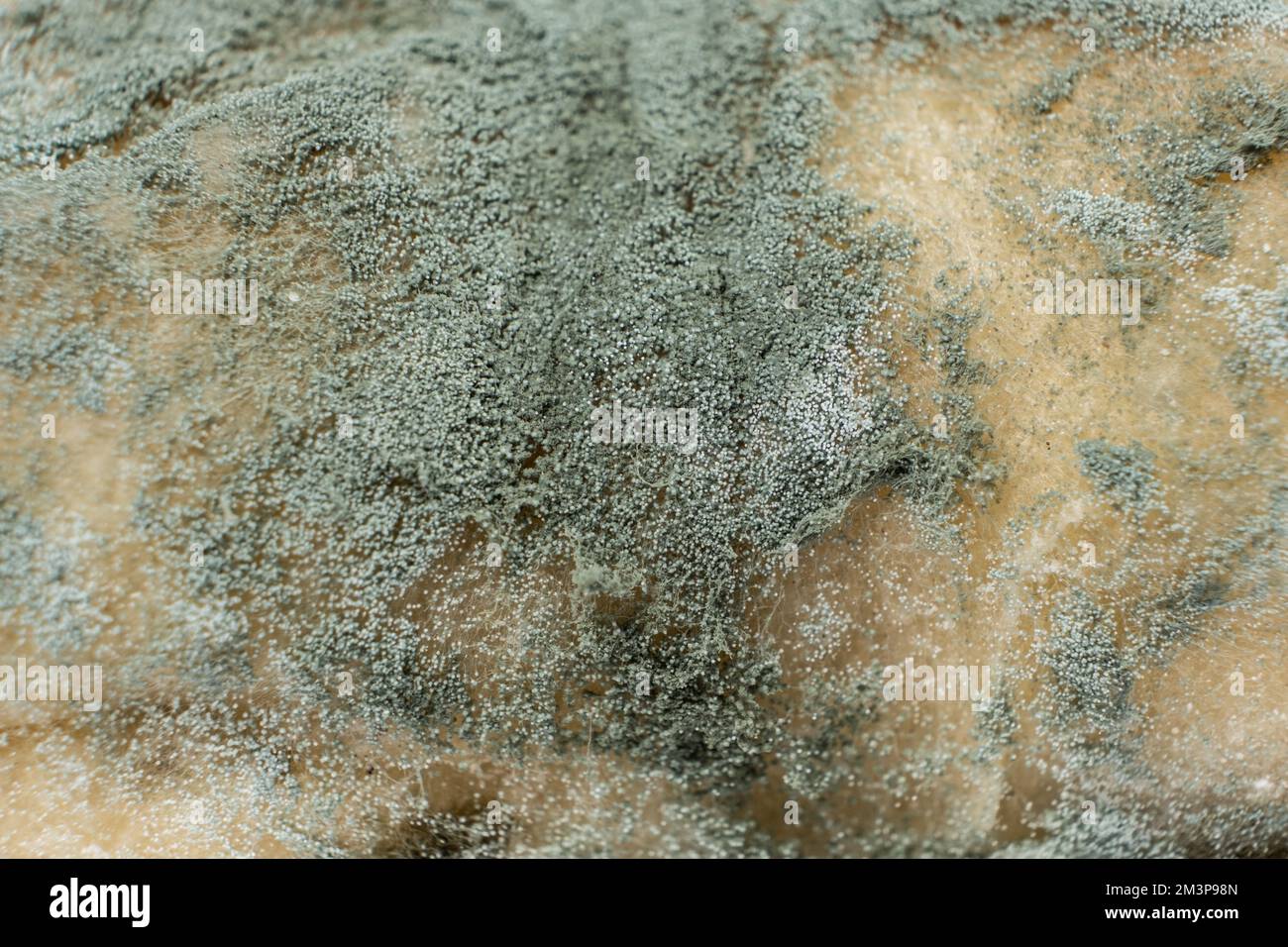 Mold on bread, macro, top view. The danger of mold, stale products ...