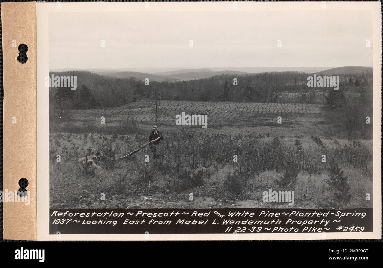 Mass reforestation hi-res stock photography and images - Alamy