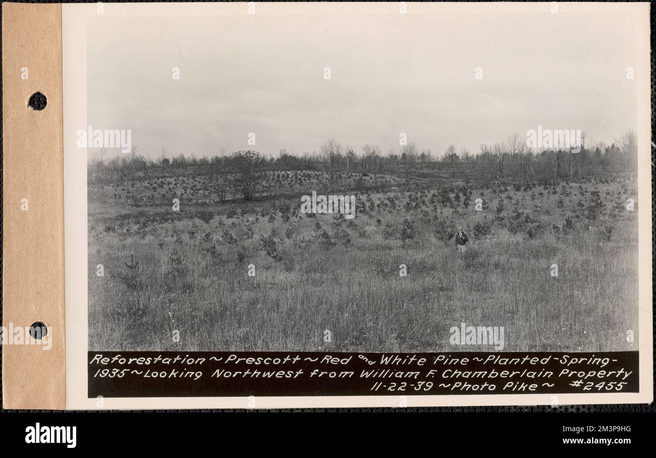 Reforestation, red and white pine, planted spring 1935, looking ...