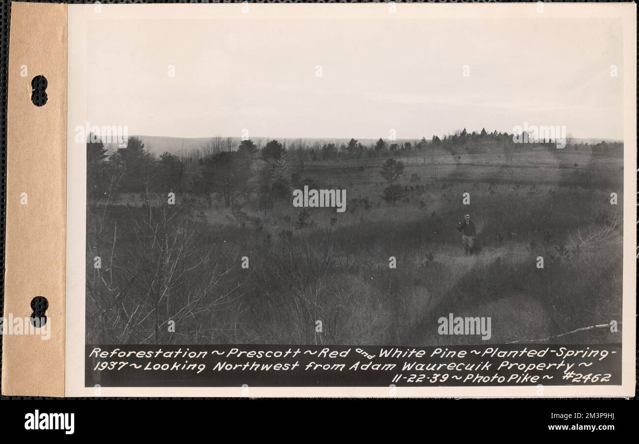 Mass reforestation hi-res stock photography and images - Alamy