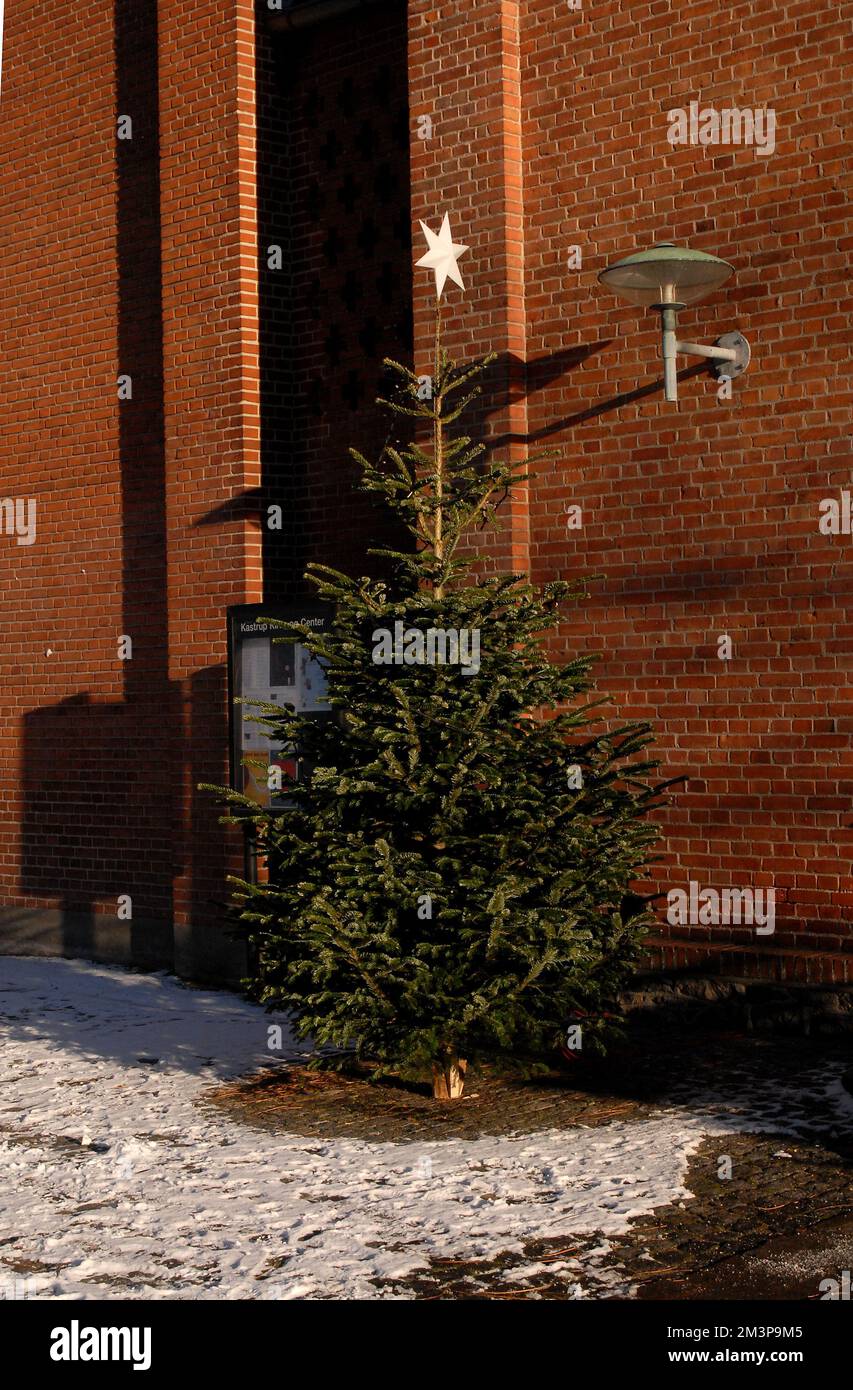 Copenhagen/Denmark/16 December 2022/ christmas tree in danish capital ...