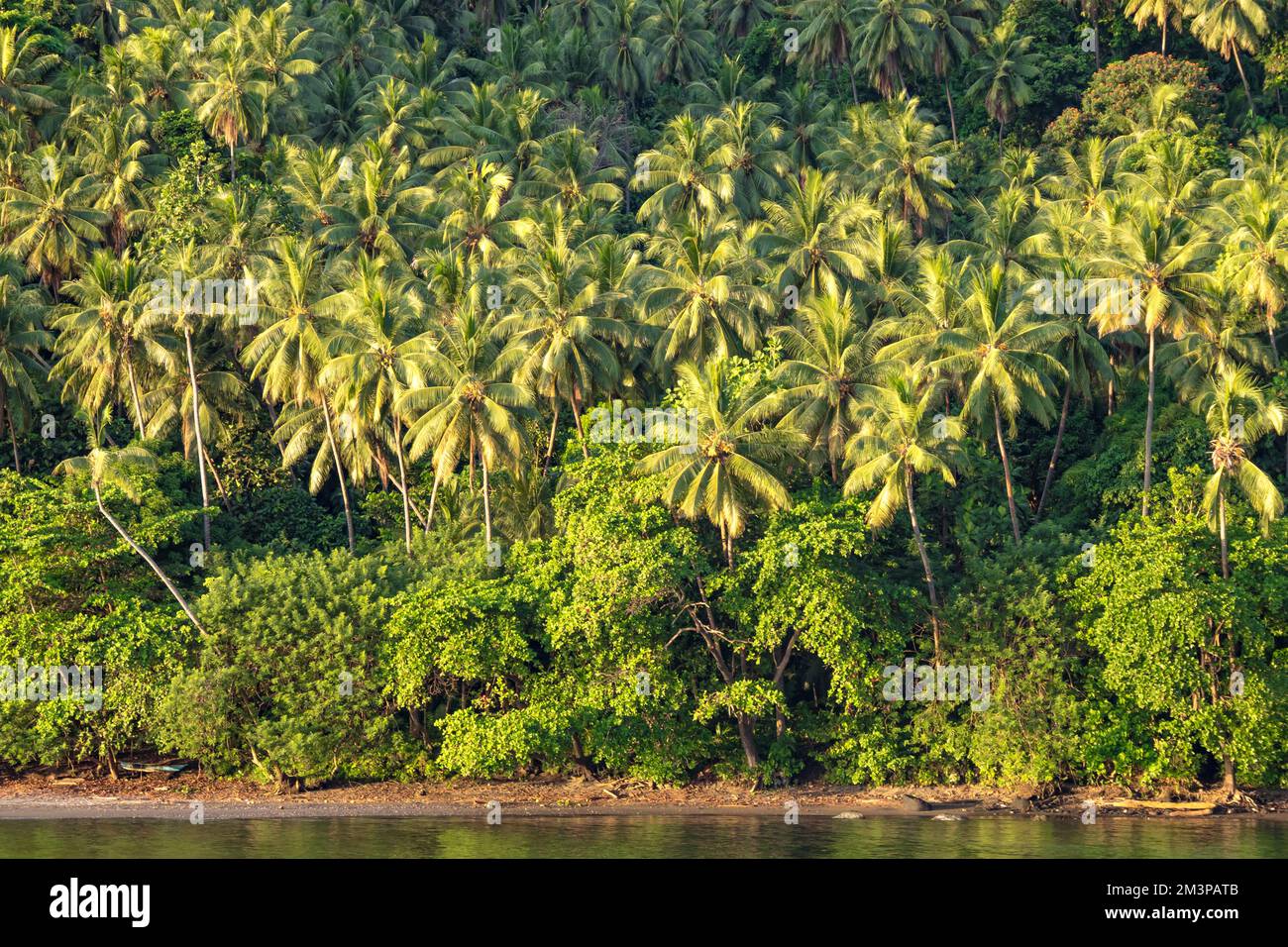 Lush pristine tropical island oasis in the Pacific Ocean - Jungle at ...