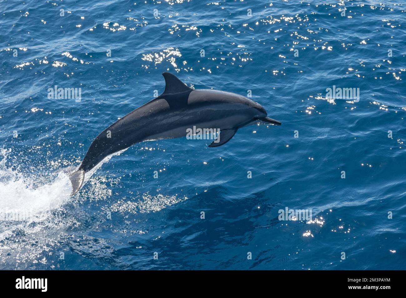 Jumping dolphin in ocean hi-res stock photography and images - Alamy