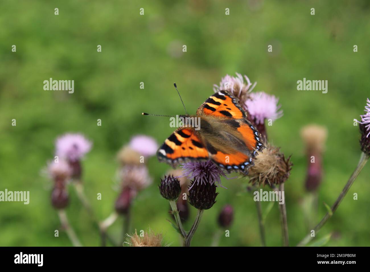 A small tortoiseshell butterfly on thistle flowers Stock Photo - Alamy