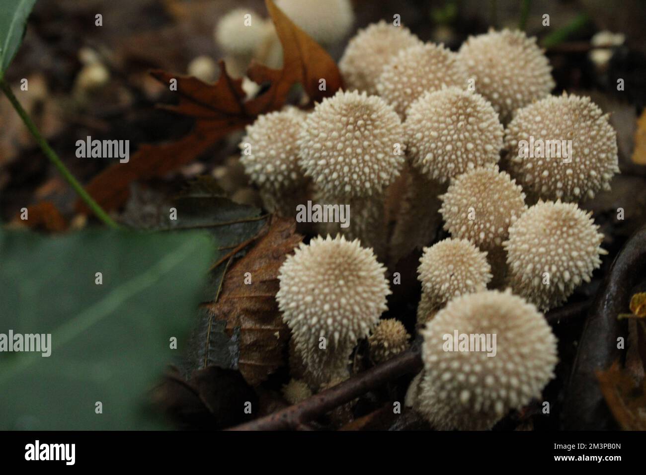 Puffball mushrooms hi-res stock photography and images - Alamy