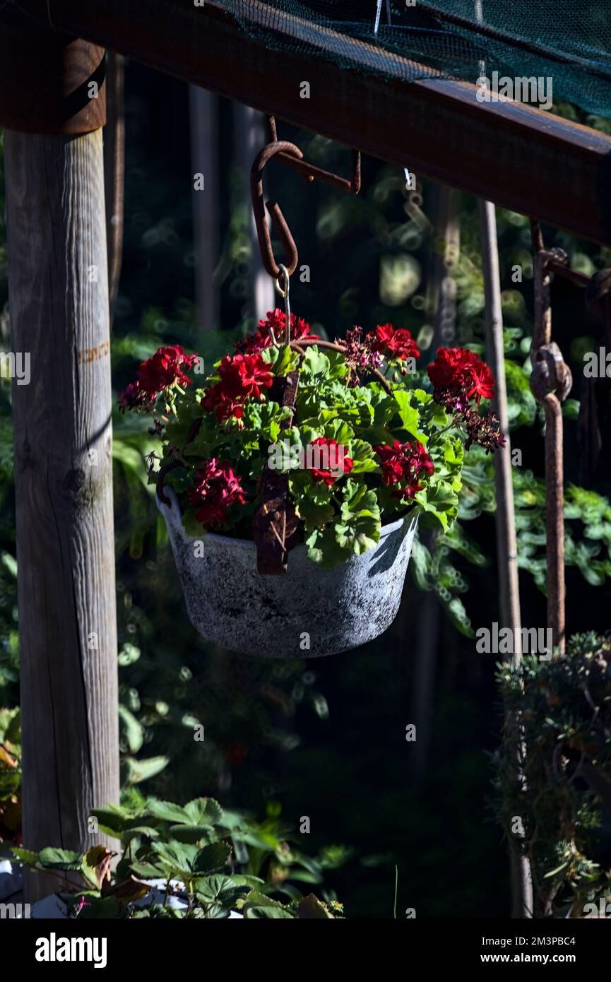 Potted geranium in bloom seen from the distance Stock Photo - Alamy