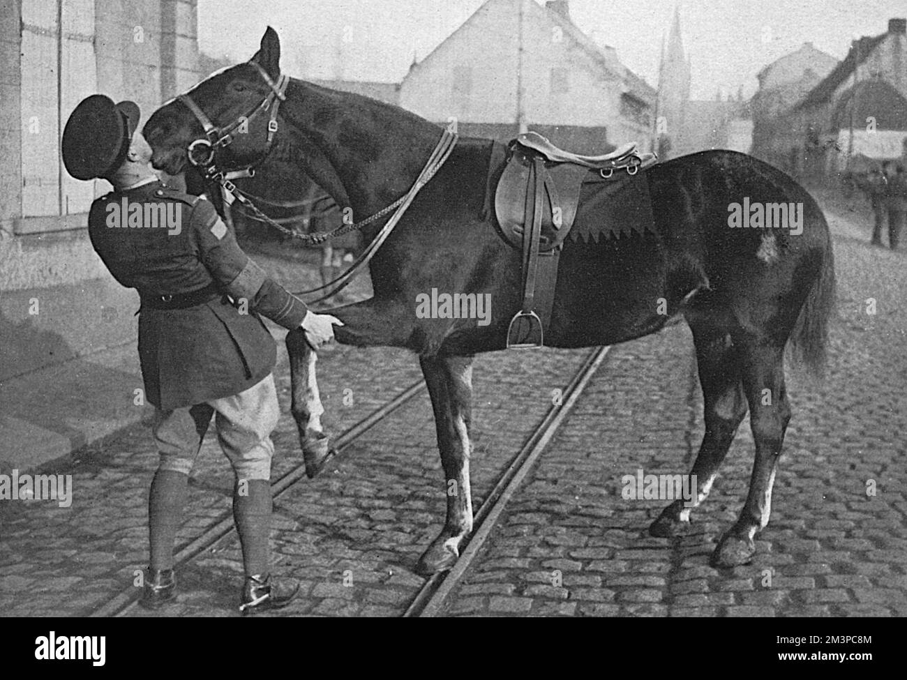 A Canadian staff officer saying goodbye to his horse Stock Photo - Alamy