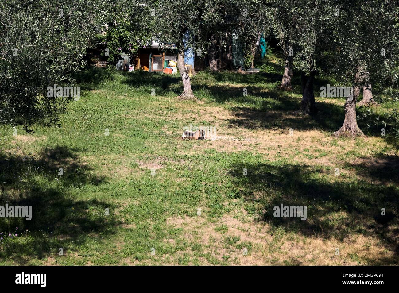 Goat grove hi-res stock photography and images - Alamy