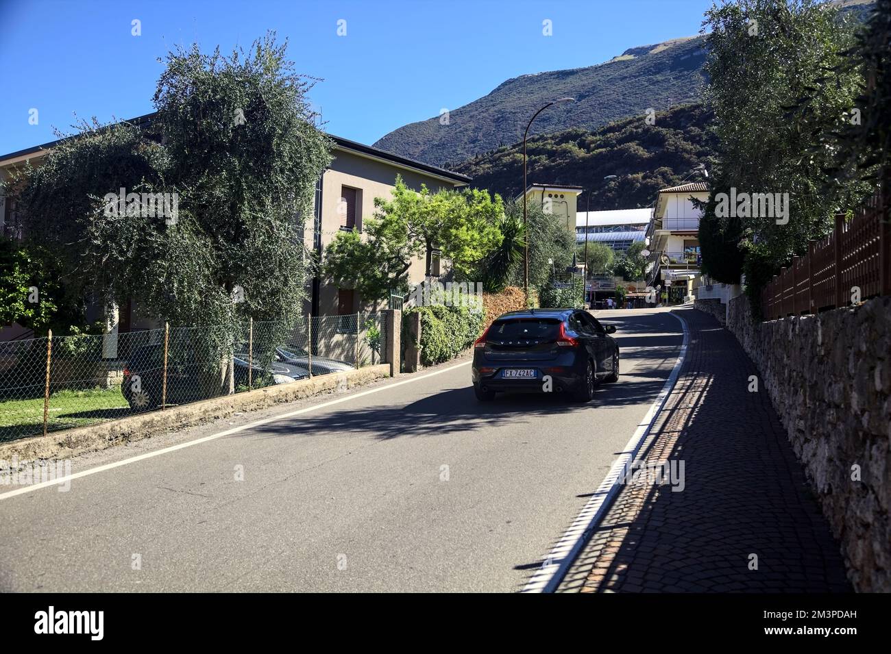 Main road bordered by olive tree plantations in late summer Stock Photo ...